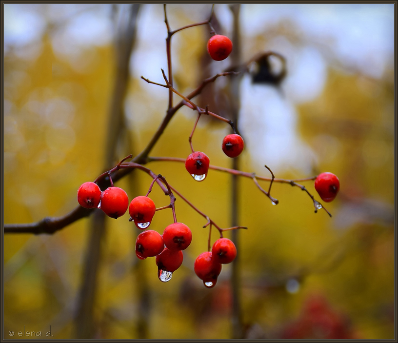 Regentropfen Foto & Bild | regenfotos, wetter, natur Bilder auf ... Regentropfen Foto & Bild | regenfotos, wetter, natur Bilder auf ...