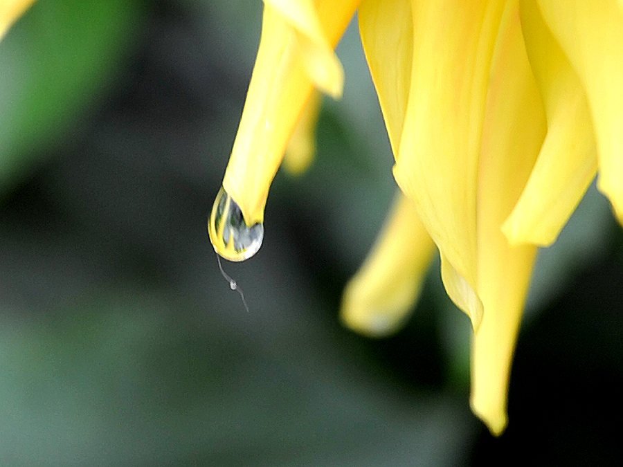 Regentropfen mit Regentropfen Foto & Bild | regenfotos, wetter, natur ... Regentropfen mit Regentropfen Foto & Bild | regenfotos, wetter, natur ...