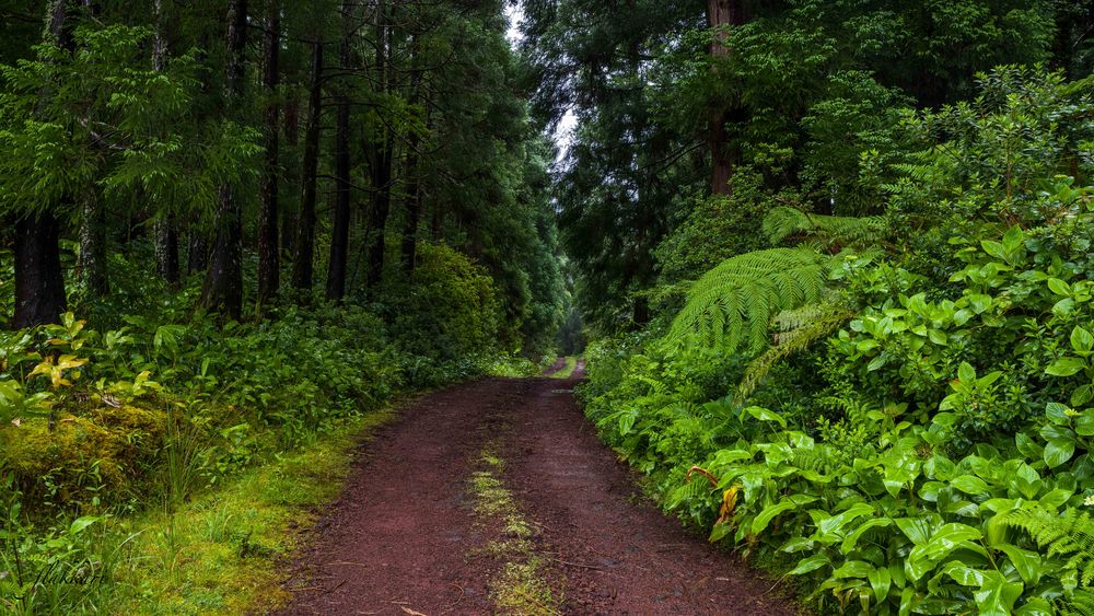 Regenwald Foto & Bild | urlaub, outdoor, natur Bilder auf fotocommunity