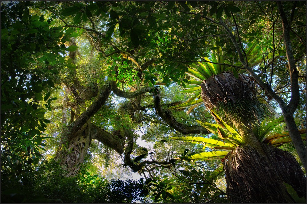 Regenwald Foto & Bild | africa, madagascar, eastern africa Bilder auf ...