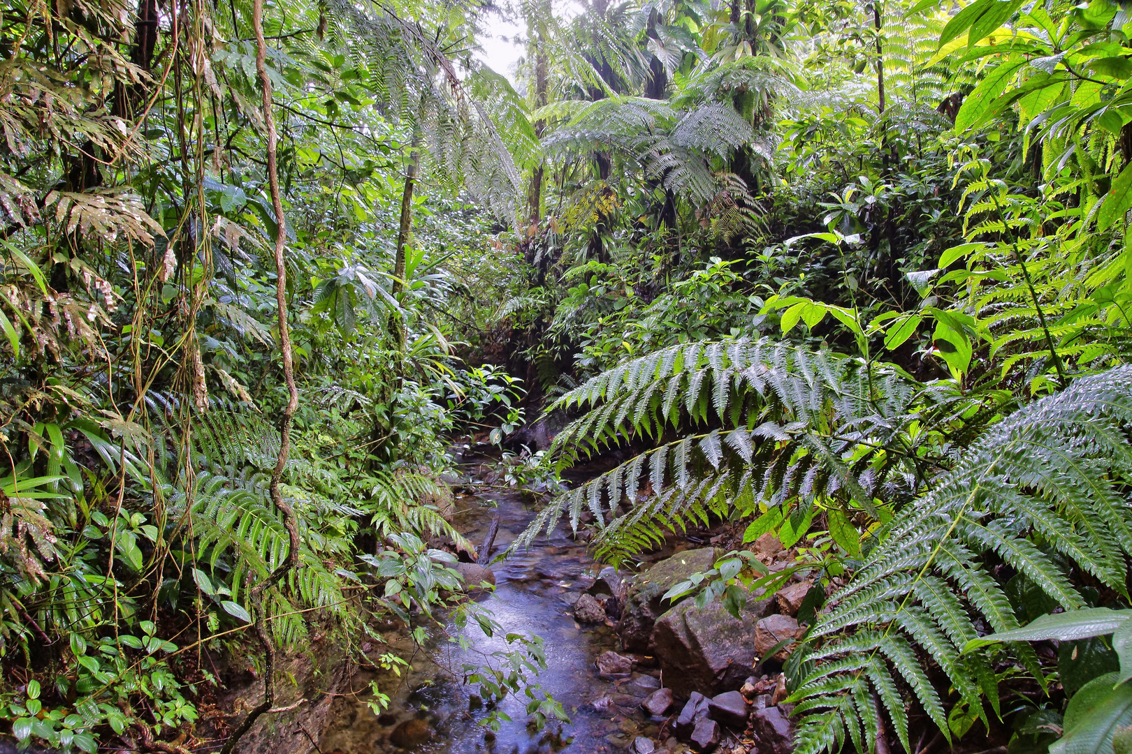 Regenwald Foto & Bild | landschaft, wald, karibik Bilder auf fotocommunity