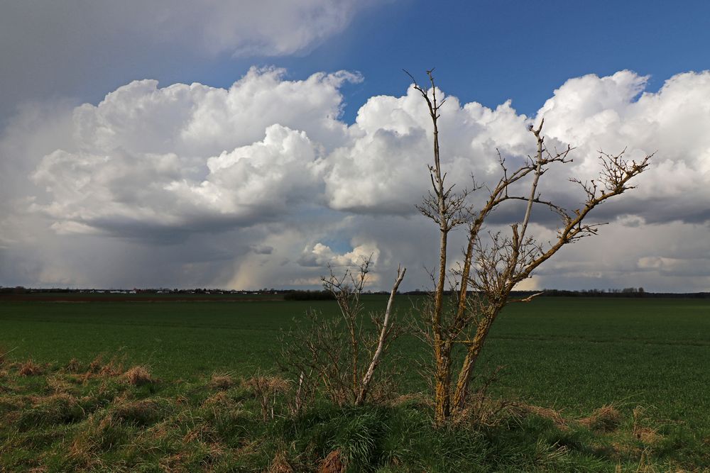 Regenwolken über freiem Feld Foto & Bild | landschaften, wolken, grün ...