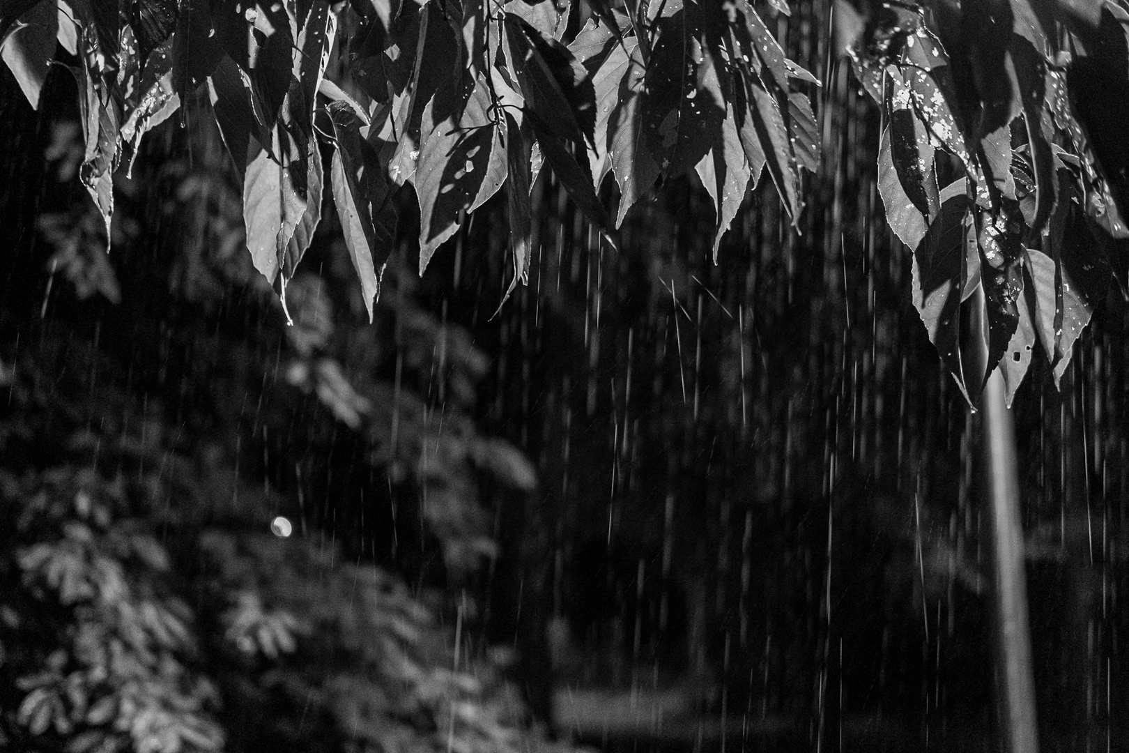 Regnerische Nacht Foto & Bild | monochrom, natur-kreativ, bearbeitungs - techniken Bilder auf ...