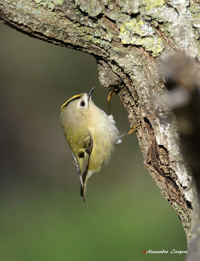 Regolo Foto % Immagini| animali, uccelli allo stato libero, animali ...