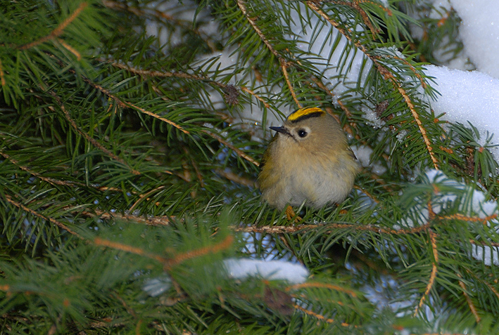 Regolo (Regulus regulus) Foto % Immagini| animali, uccelli allo stato ...