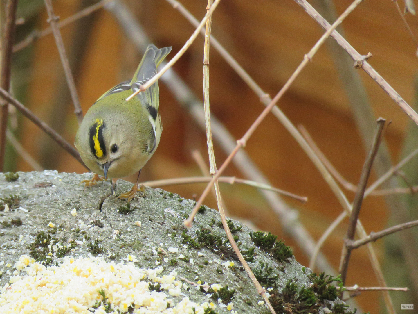 Regulus regulus ...... Foto & Bild | tiere, wildlife, wild lebende ...
