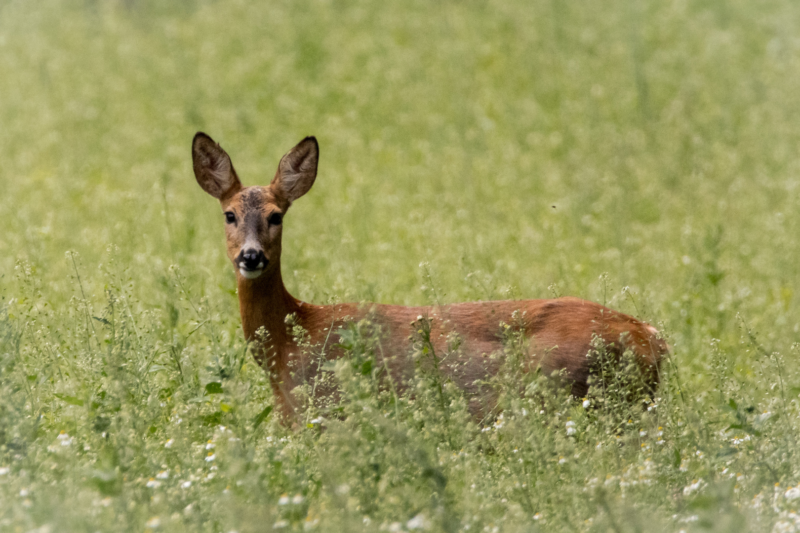 Reh Foto & Bild | tiere, fotos, outdoor Bilder auf fotocommunity
