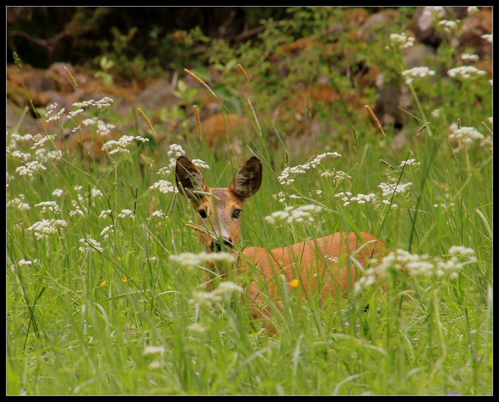 Reh Foto & Bild | tiere, wildlife, wald Bilder auf fotocommunity
