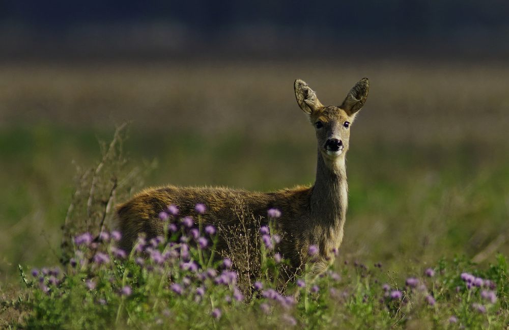 Reh. Foto & Bild | natur, tiere, wildlife Bilder auf fotocommunity