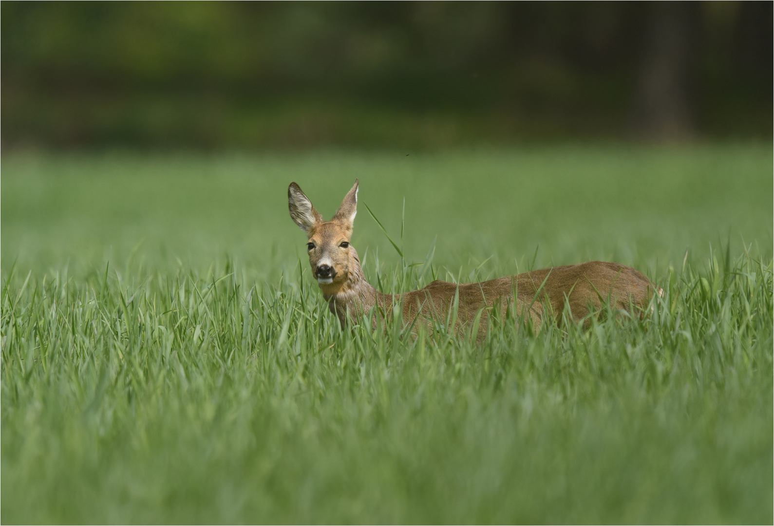 Reh Foto & Bild | natur, tiere, wildlife Bilder auf fotocommunity