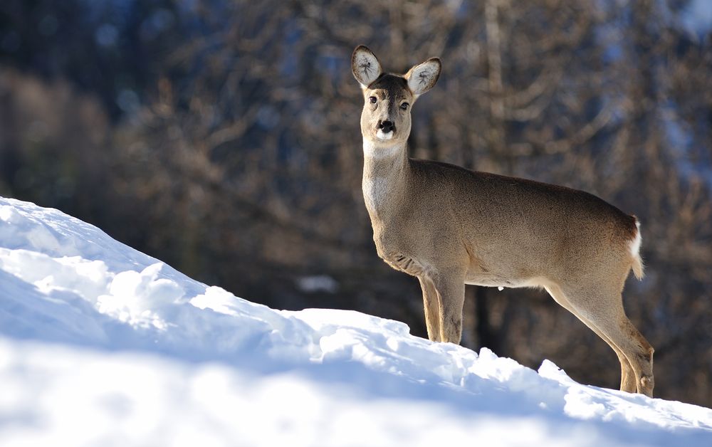 Reh Foto & Bild | tiere, wildlife, säugetiere Bilder auf fotocommunity