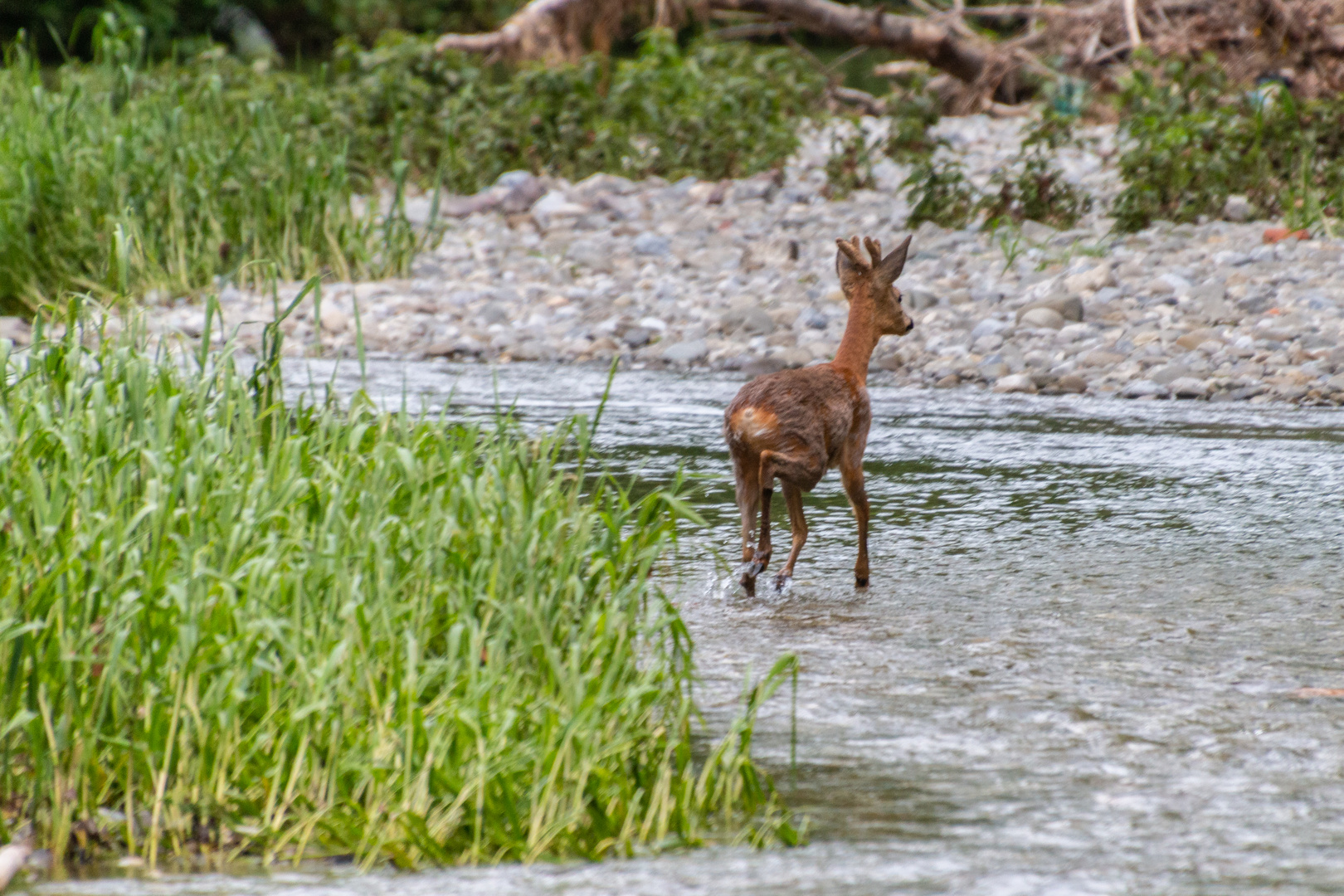 Reh 2 Foto & Bild | tiere, wildlife, säugetiere Bilder auf fotocommunity