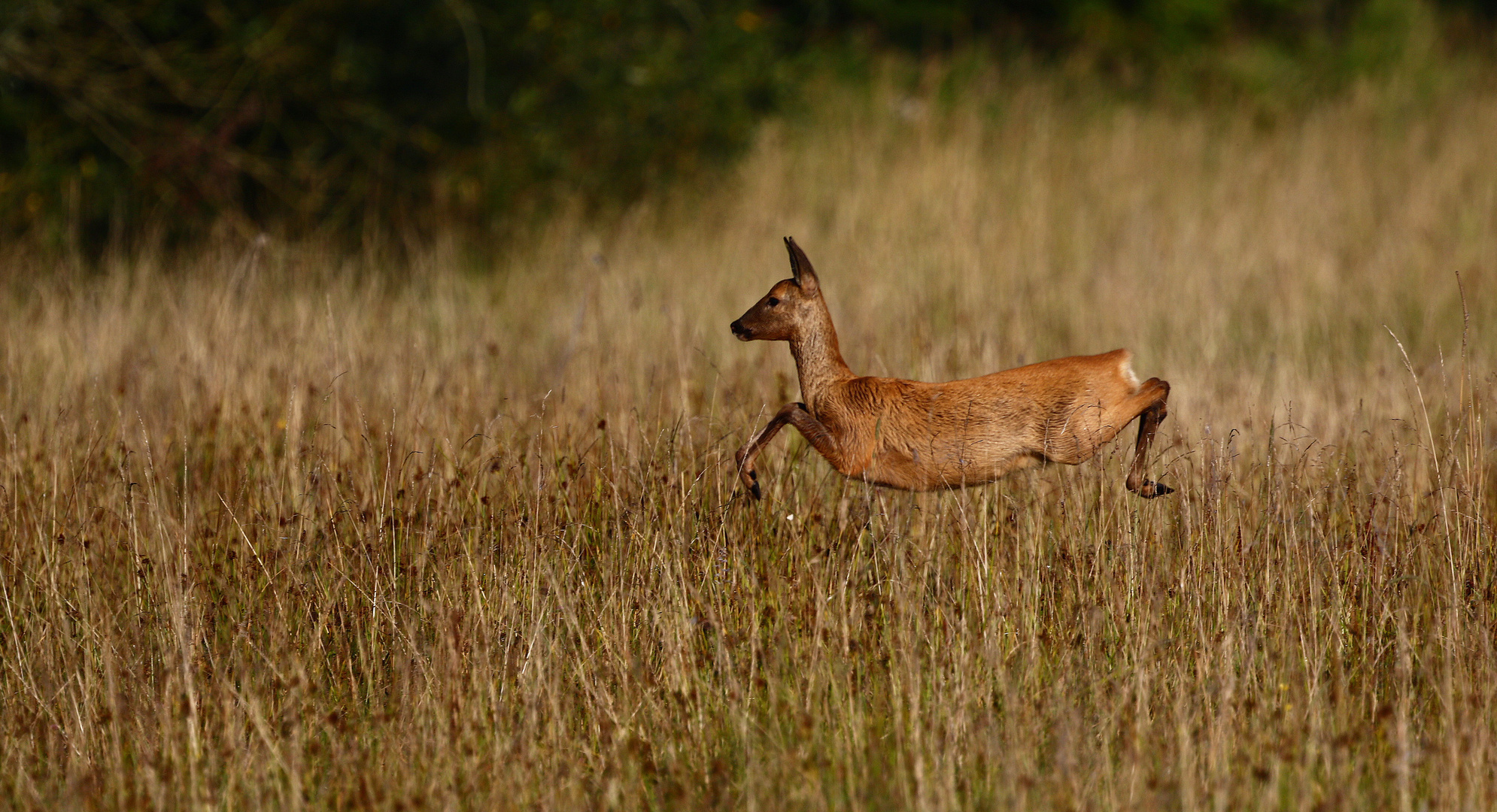 Reh Foto & Bild | natur, paarhufer, tiere Bilder auf fotocommunity