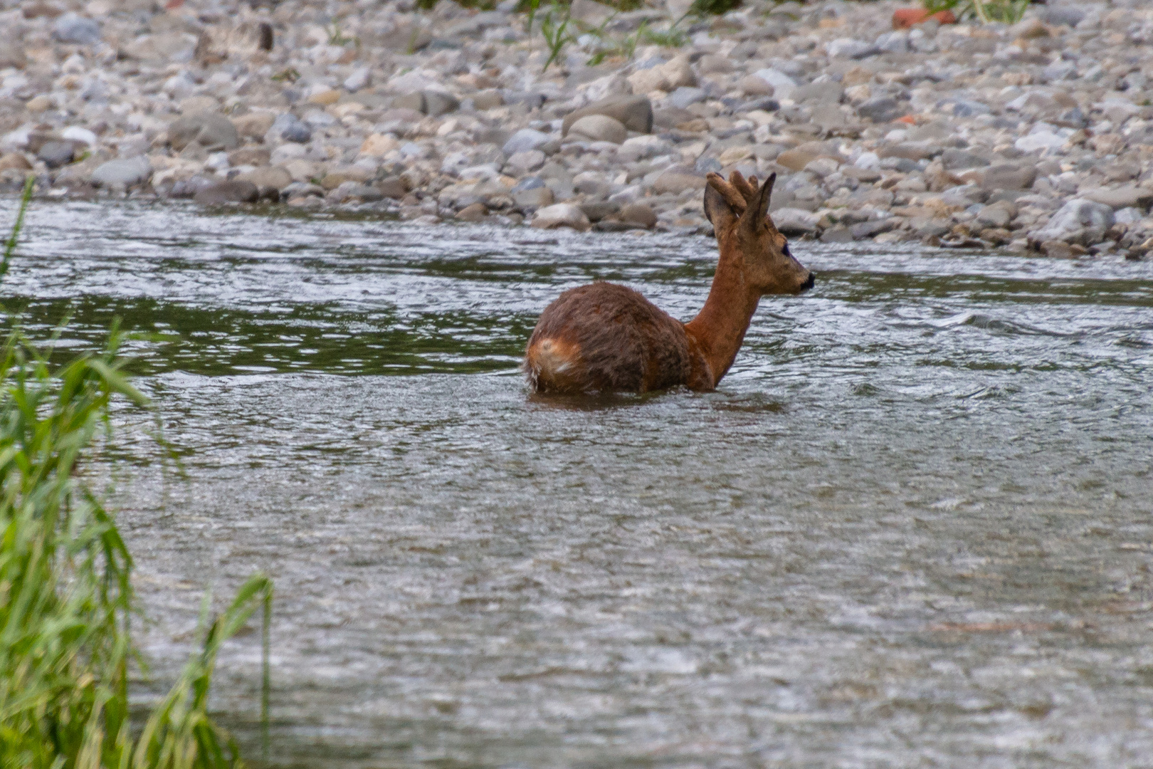 Reh 4 Foto & Bild | tiere, wildlife, säugetiere Bilder auf fotocommunity