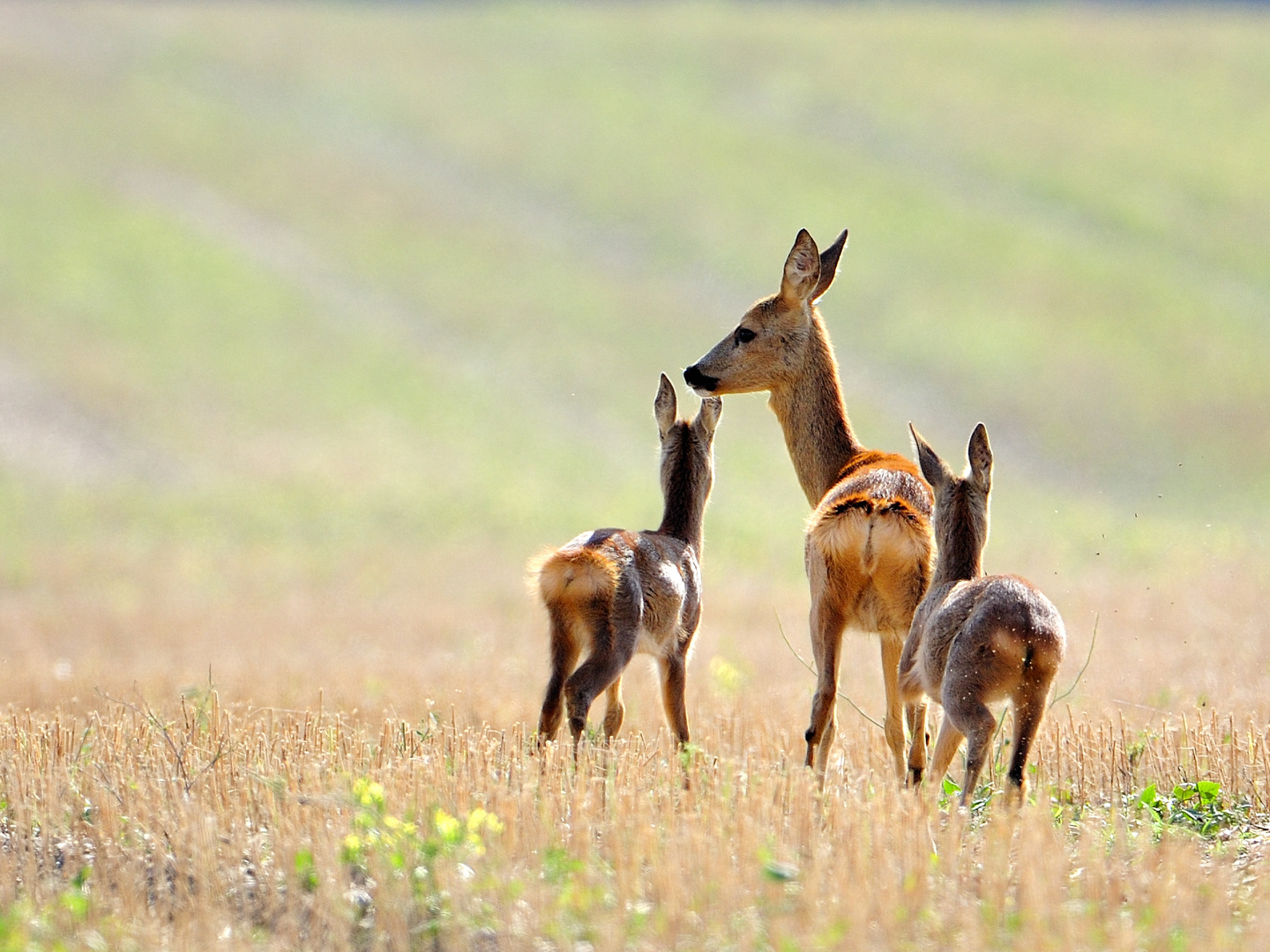 Reh Foto & Bild | tiere, wildlife, säugetiere Bilder auf fotocommunity