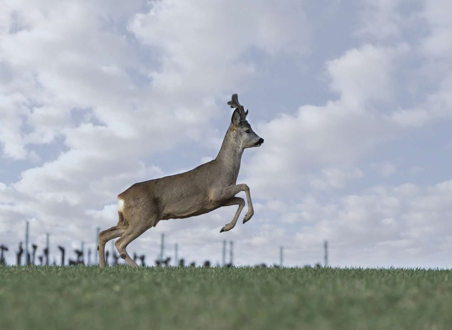 Reh Foto & Bild | tiere, wildlife, nature Bilder auf fotocommunity