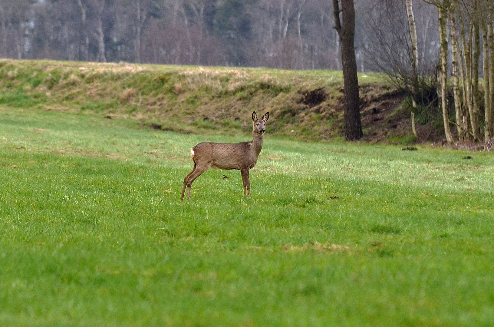 Reh Foto & Bild | tiere, wildlife, säugetiere Bilder auf fotocommunity