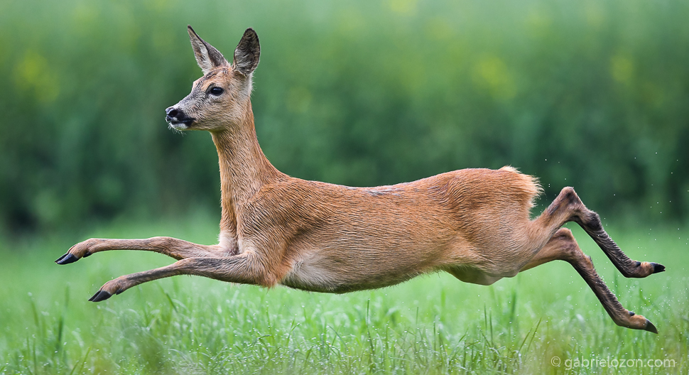 Reh Foto & Bild | tiere, wildlife, säugetiere Bilder auf fotocommunity