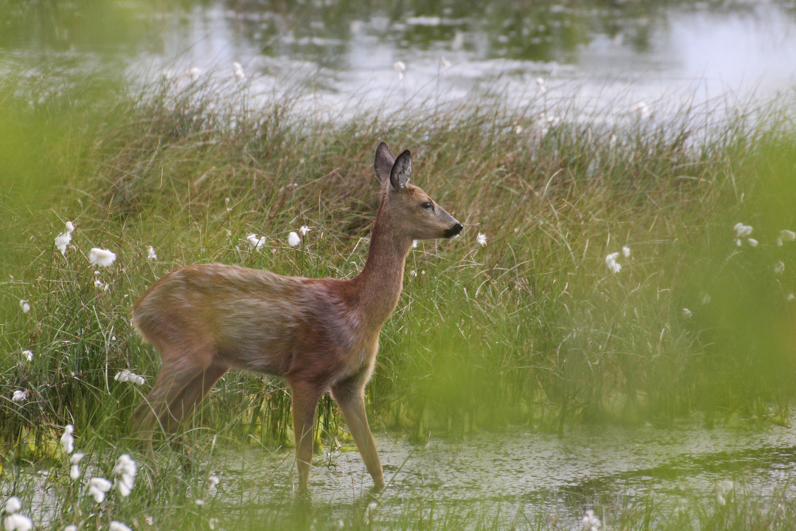 Reh Foto & Bild | moor, wildlife, reh Bilder auf fotocommunity