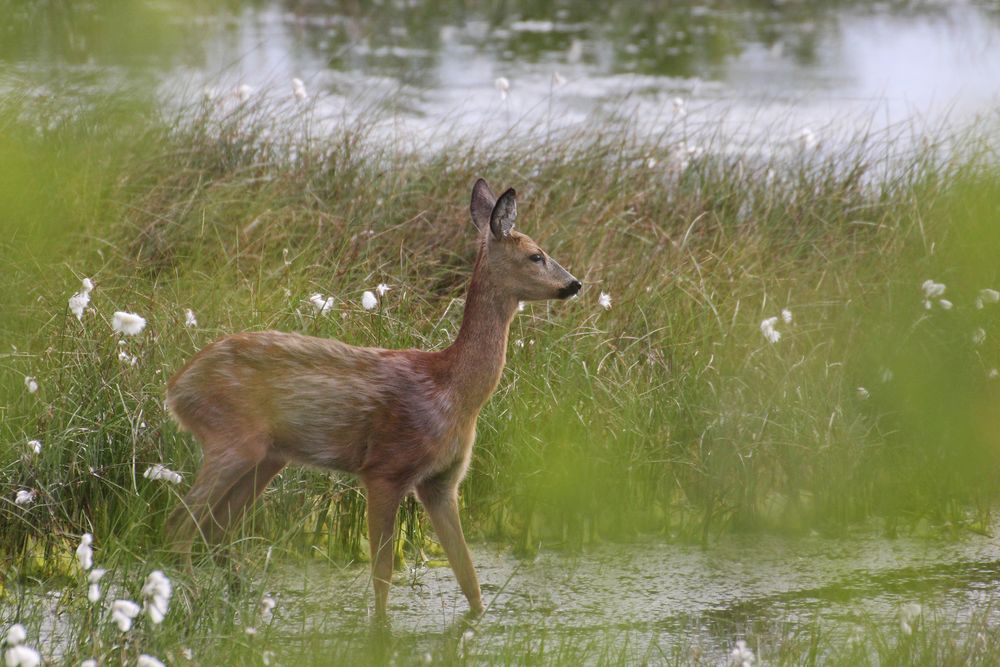 Reh Foto & Bild | moor, wildlife, reh Bilder auf fotocommunity