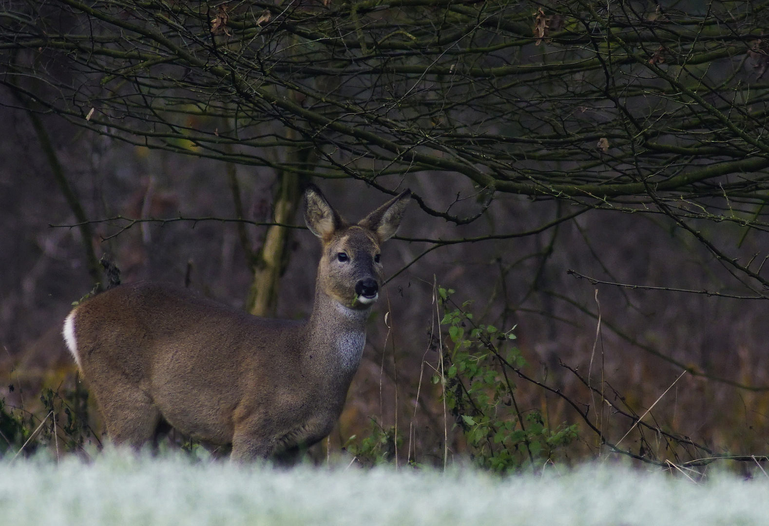 Reh. Foto & Bild | tiere, wildlife, säugetiere Bilder auf fotocommunity