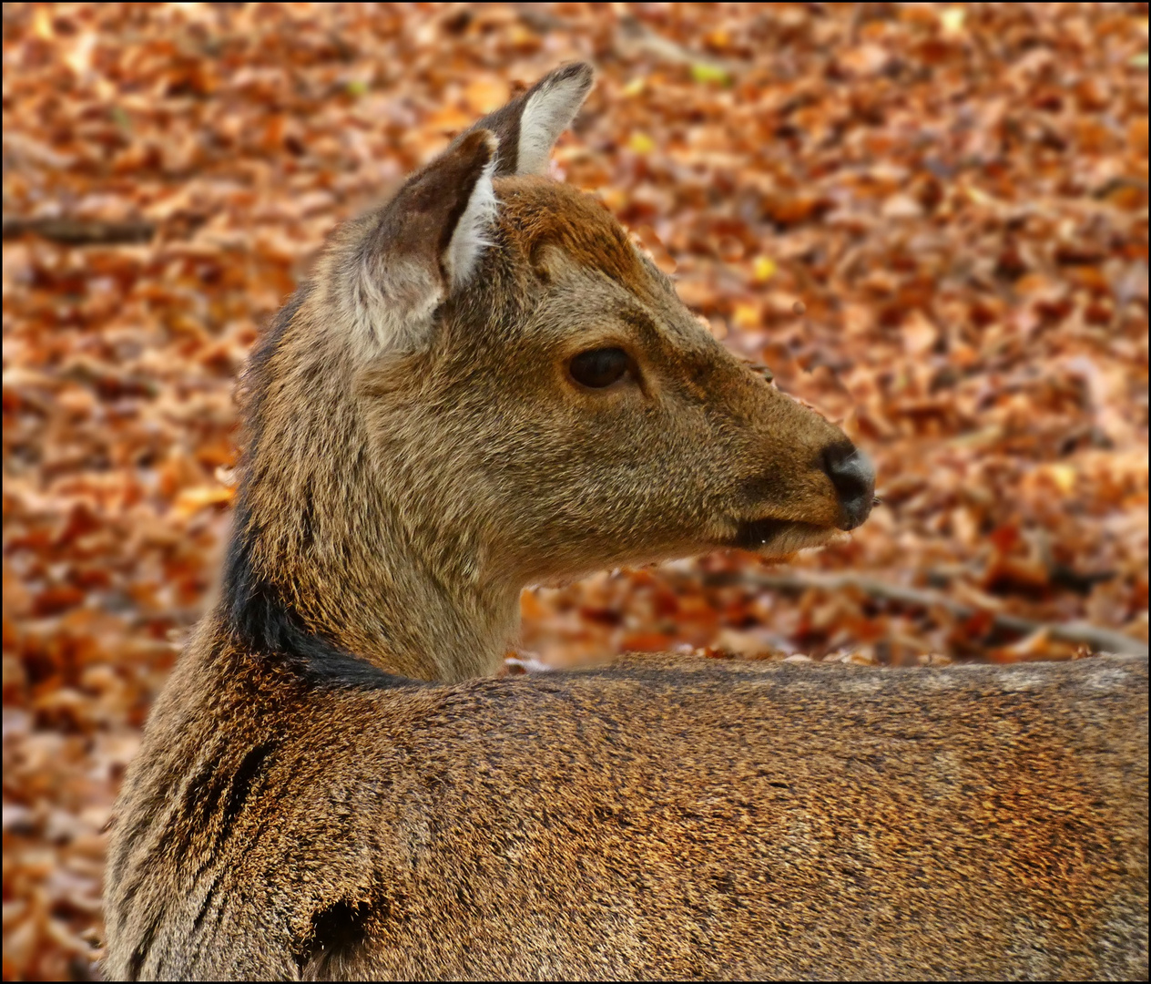 Reh Foto & Bild | natur, tiere, reh Bilder auf fotocommunity