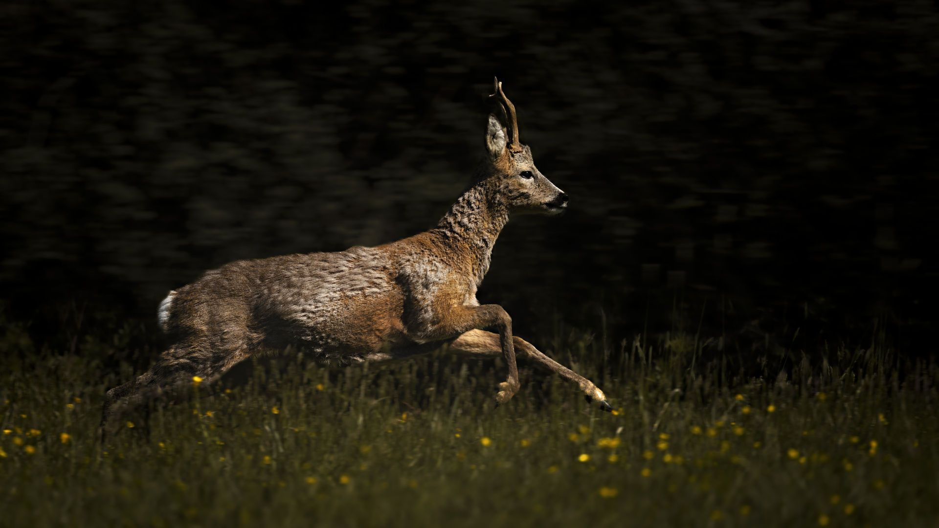 Reh Foto & Bild | tiere, wildlife, fotos Bilder auf fotocommunity