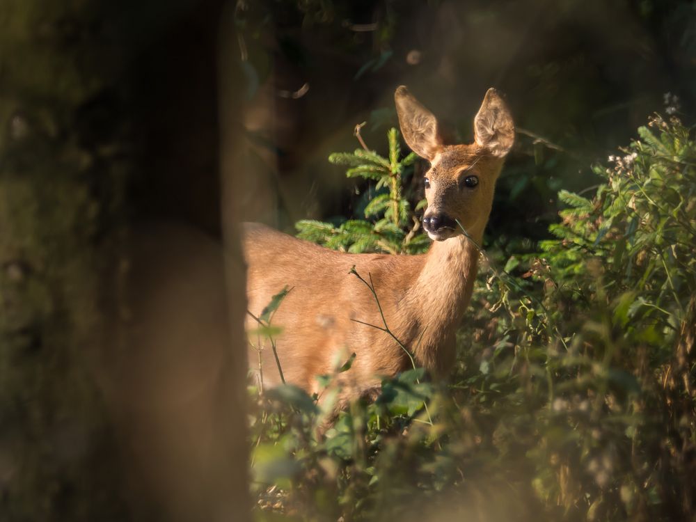 Reh Foto & Bild | wald, sonne, natur Bilder auf fotocommunity