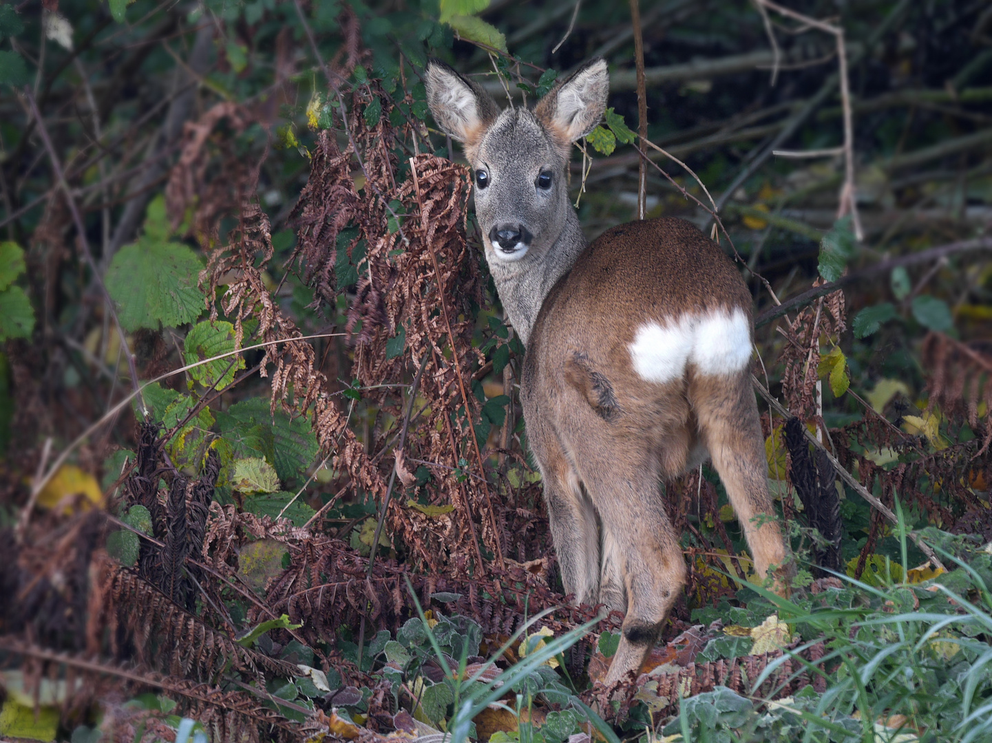 Reh Foto & Bild | natur, wildlife, garten Bilder auf fotocommunity