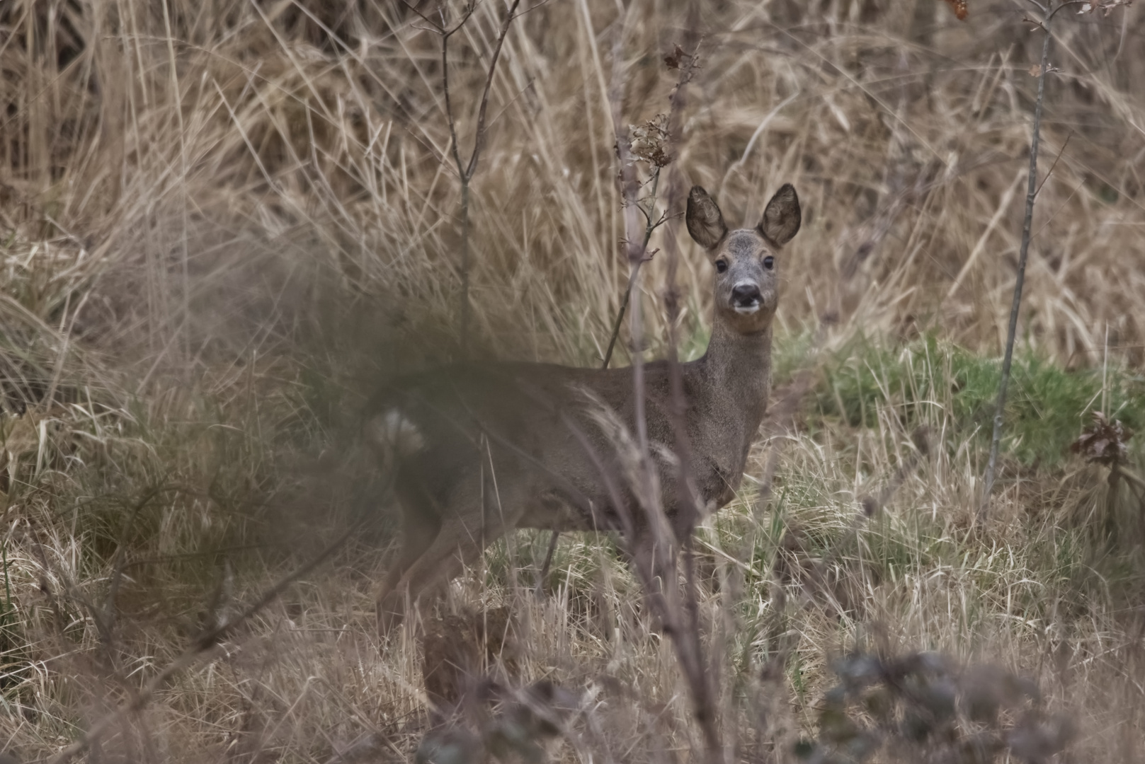 Reh Foto & Bild | tiere, wildlife, säugetiere Bilder auf fotocommunity