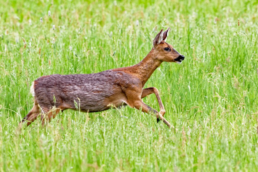 Reh Foto & Bild | natur, tiere, wildlife Bilder auf fotocommunity