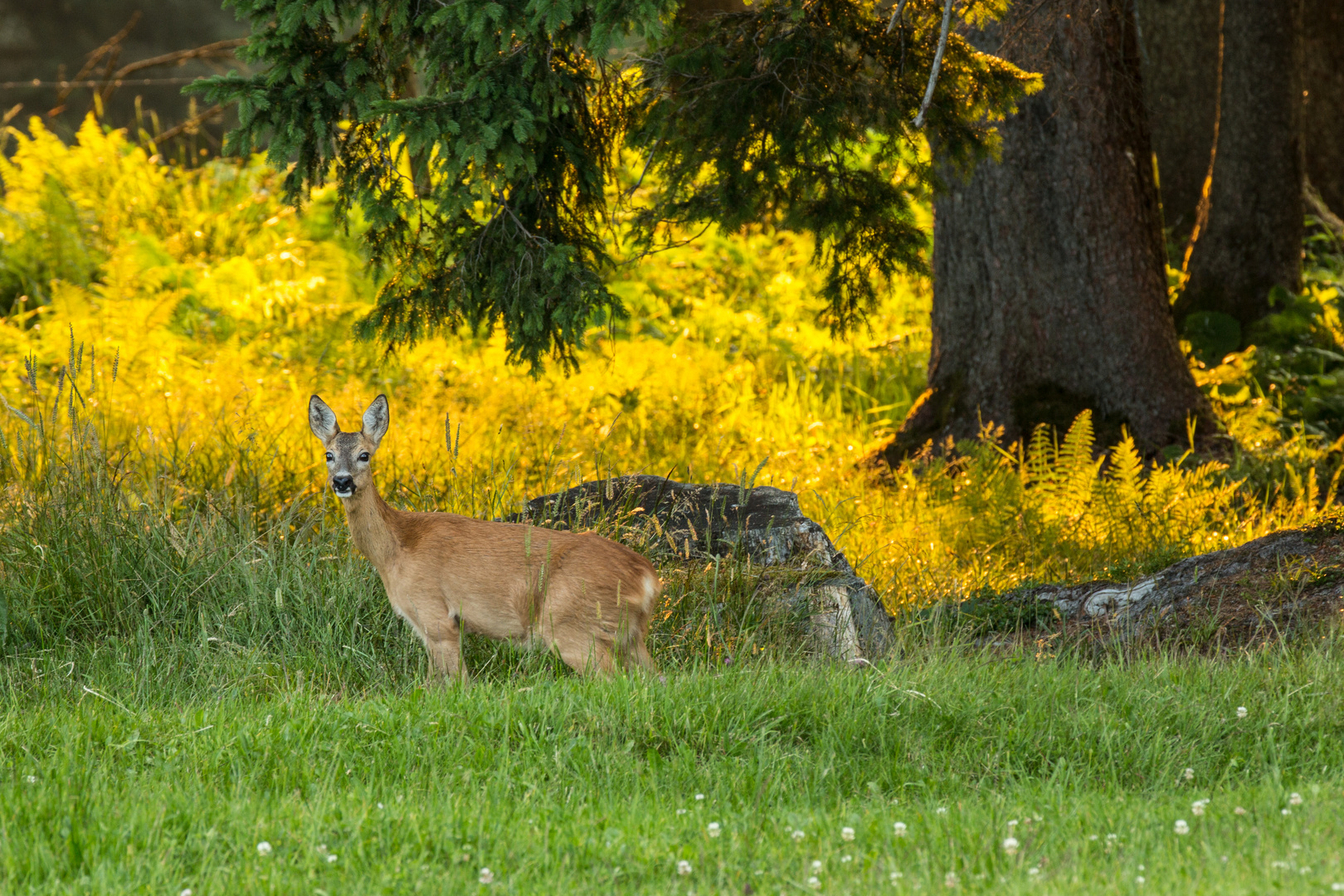 Reh am Waldrand Foto & Bild | wald, sommer, tier Bilder auf fotocommunity