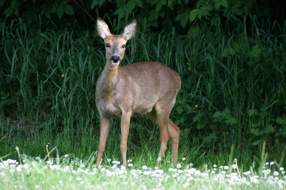 Reh am Waldrand Foto & Bild | tiere, wildlife, säugetiere Bilder auf ...