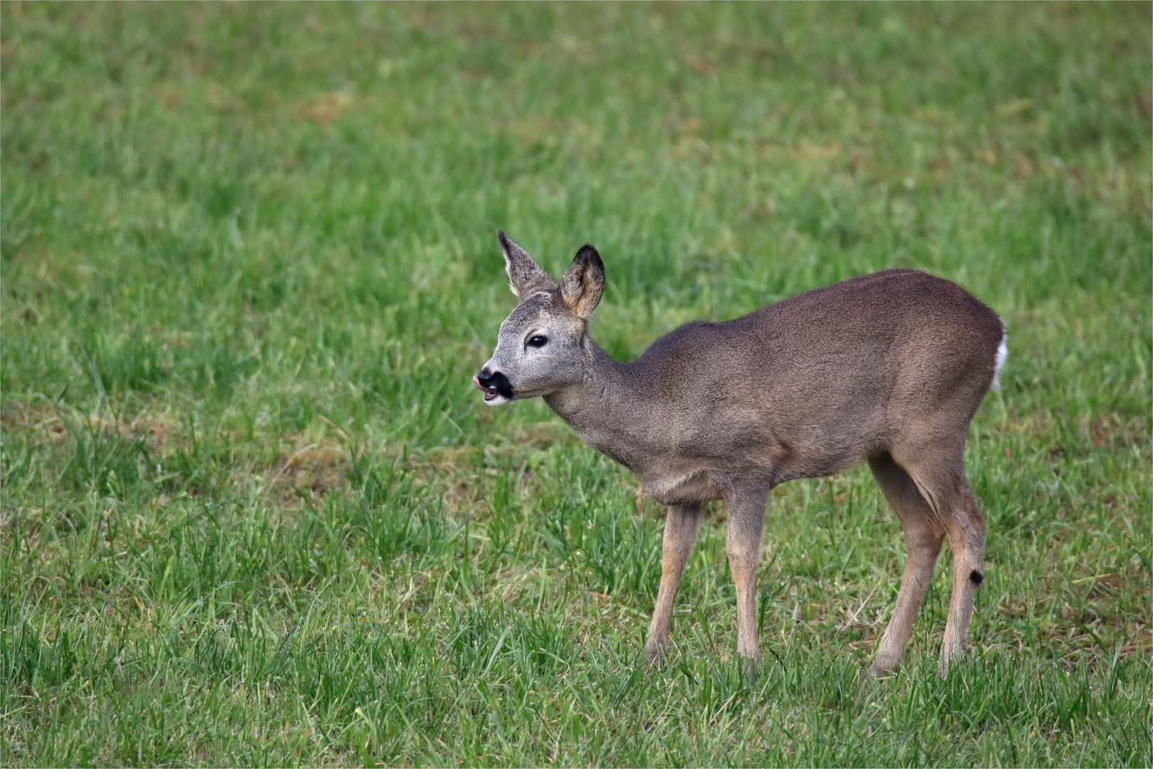 Reh auf einer Wiese Foto & Bild | natur, tiere, wildlife Bilder auf ...