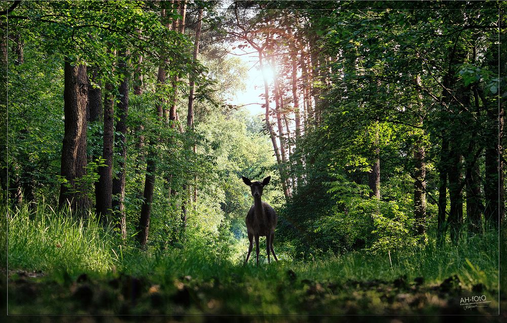 Reh auf Waldweg Foto & Bild | tiere, natur Bilder auf fotocommunity