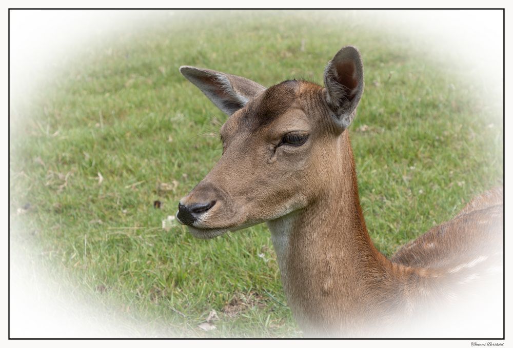Reh Foto & Bild | tiere, tierdetails, natur Bilder auf fotocommunity