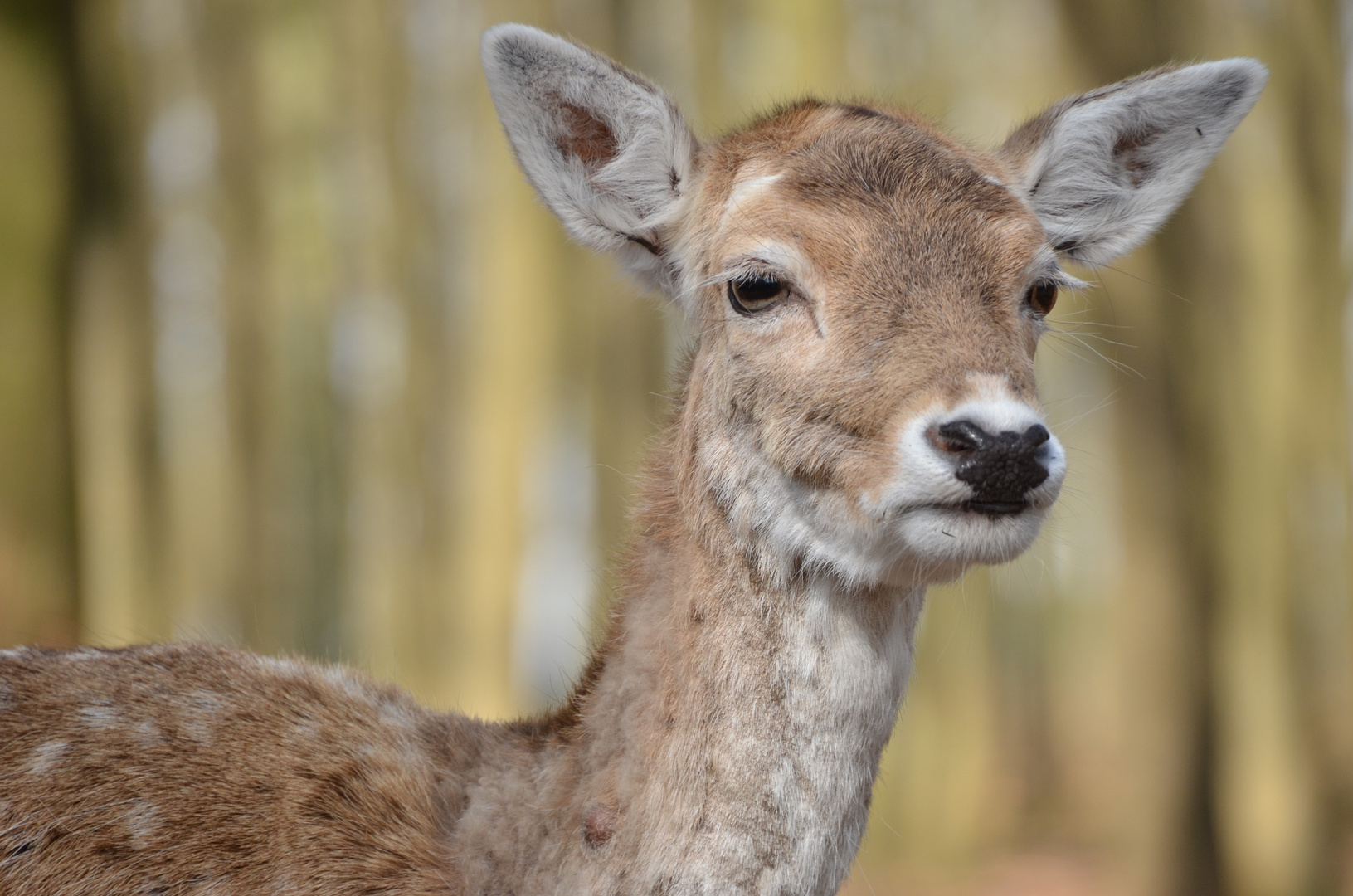 Reh Foto & Bild | tiere, wildlife, natur Bilder auf fotocommunity