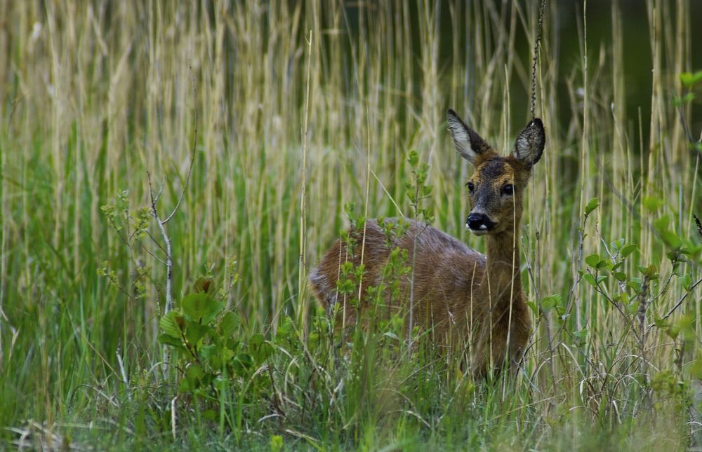 Reh. Foto & Bild | tiere, wildlife, säugetiere Bilder auf fotocommunity