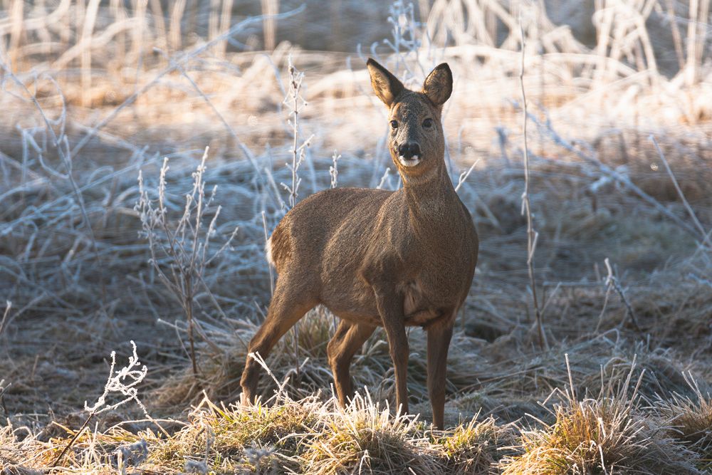 Reh Foto & Bild | tiere, wildlife, säugetiere Bilder auf fotocommunity