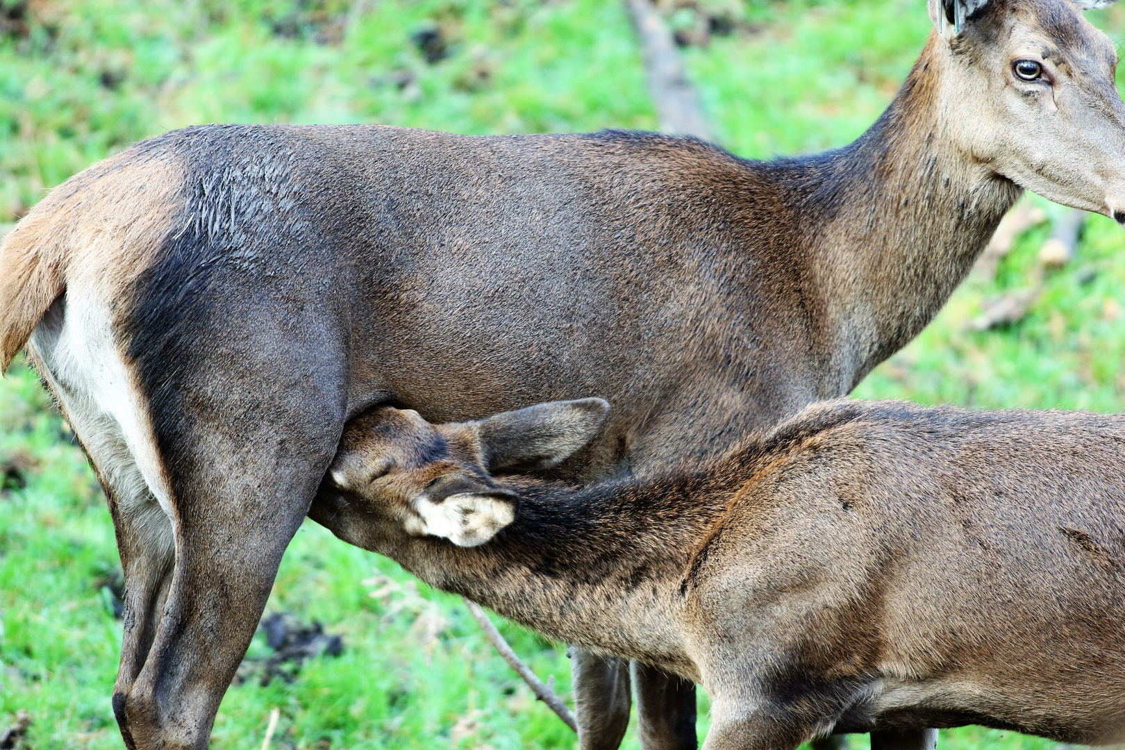 Reh Foto & Bild | natur, tiere, wild Bilder auf fotocommunity