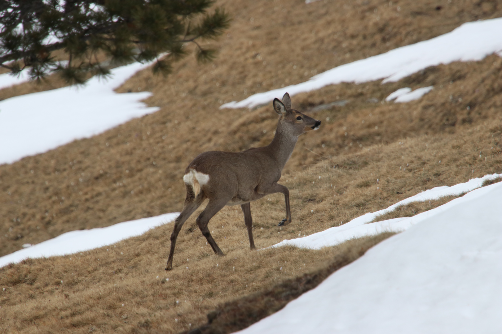 Reh Foto & Bild | tiere, wildlife, säugetiere Bilder auf fotocommunity