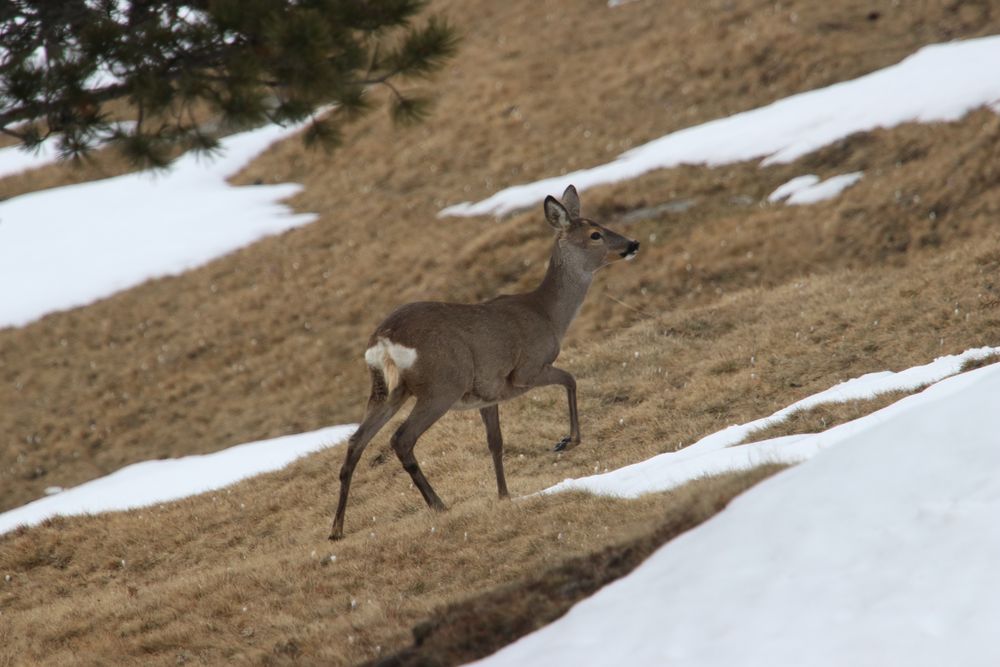 Reh Foto & Bild | tiere, wildlife, säugetiere Bilder auf fotocommunity