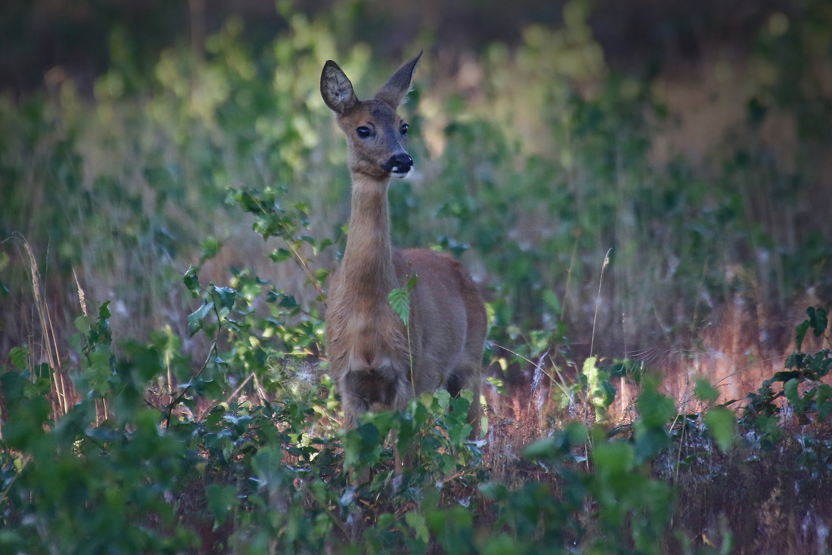 Reh Foto & Bild | reh, rehwild, ricke Bilder auf fotocommunity