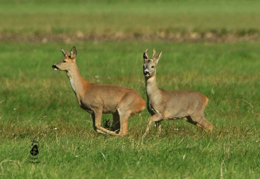 Reh Foto & Bild | tiere, natur, wildlife Bilder auf fotocommunity