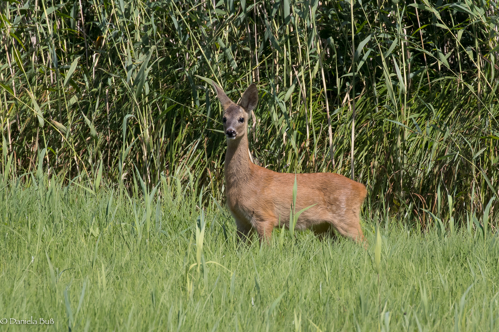 Reh Foto & Bild | tiere, wildlife, säugetiere Bilder auf fotocommunity