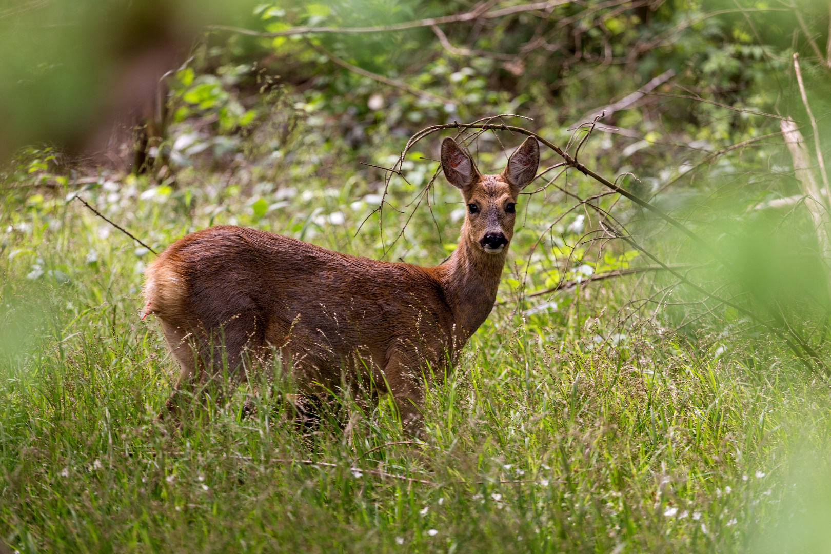 Reh Foto & Bild | natur, tiere, motive Bilder auf fotocommunity