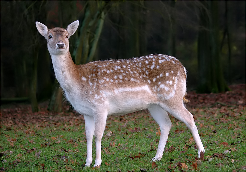 reh Foto & Bild | tiere, zoo, wildpark & falknerei, säugetiere Bilder ...