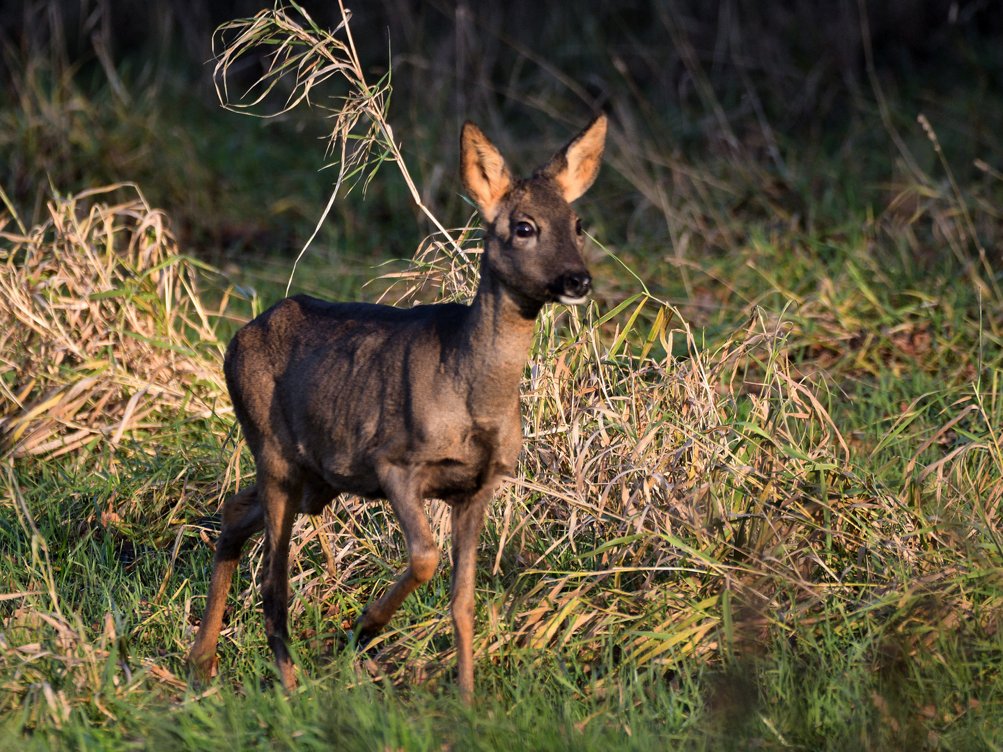 Reh Foto & Bild | natur, tiere, wildlife Bilder auf fotocommunity