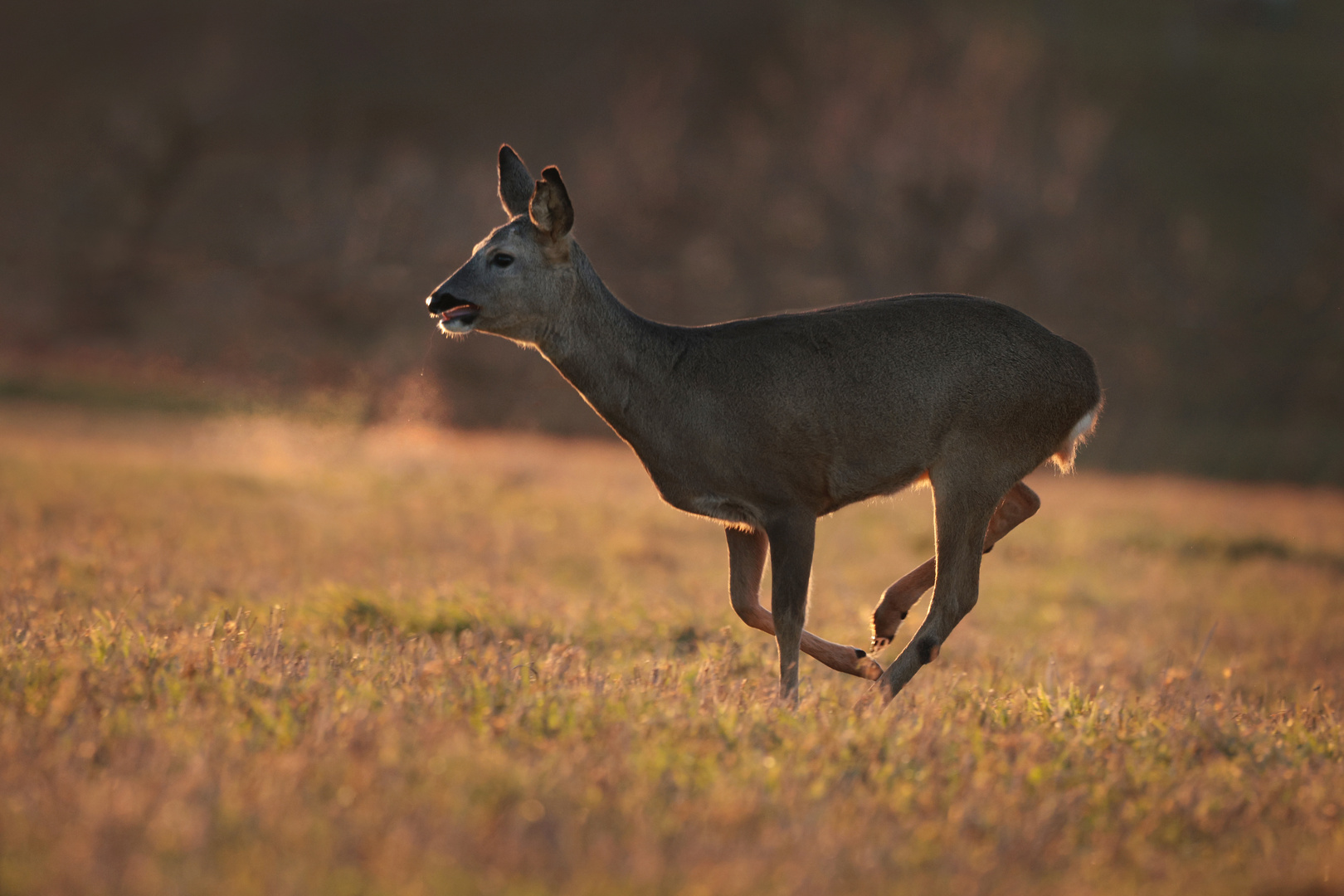 Reh im Morgenlicht Foto & Bild | feld, natur, naturfoto Bilder auf ...