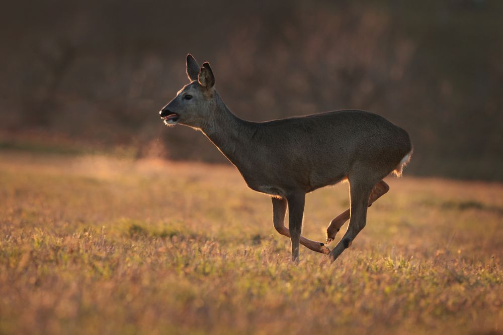Reh im Morgenlicht Foto & Bild | feld, natur, naturfoto Bilder auf ...